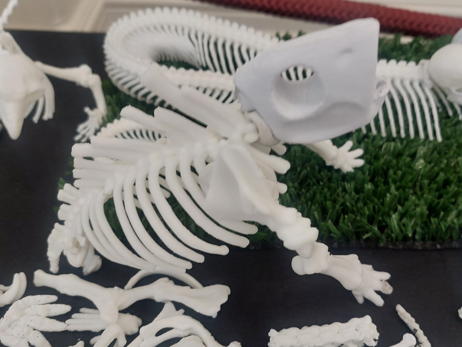 In the pursuit of species survival: National Science Week 2024 ...